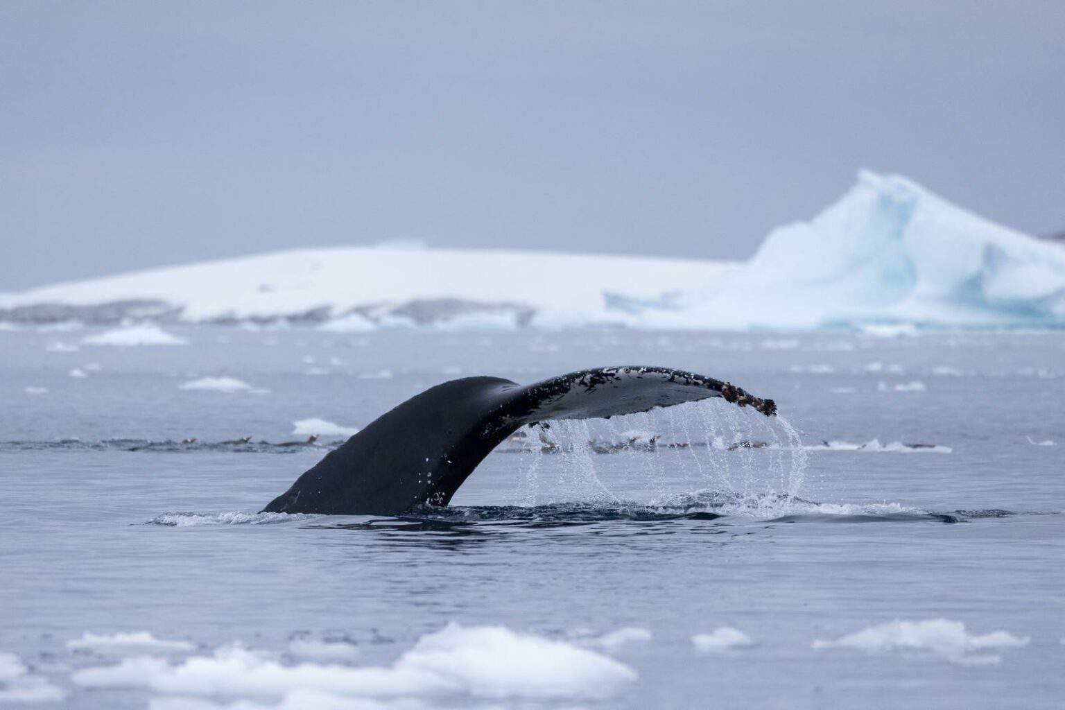 Antarctic expedition - Authentic Travel Company